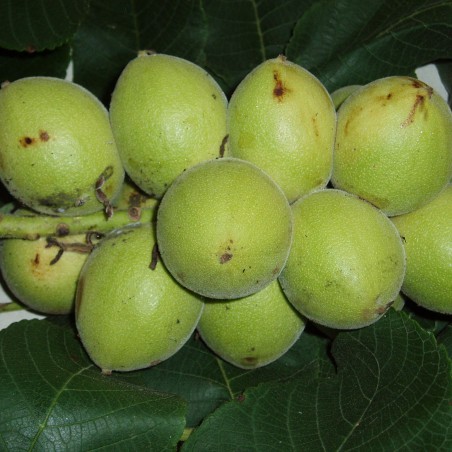 Japanese walnut (in 10 liter pot) - Juglans ailantifolia