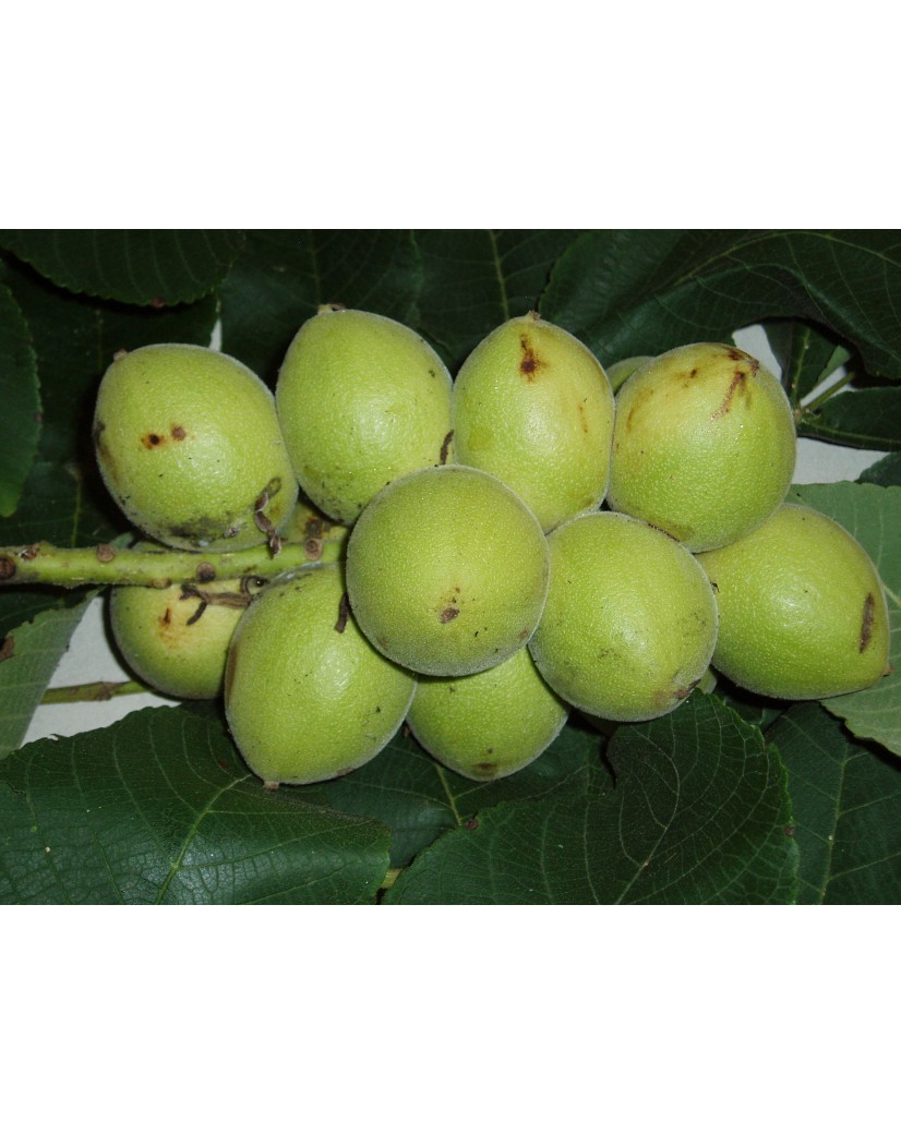 Japanese walnut (in 10 liter pot) - Juglans ailantifolia