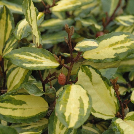 Chalef panaché - Elaeagnus Pungens Maculata
