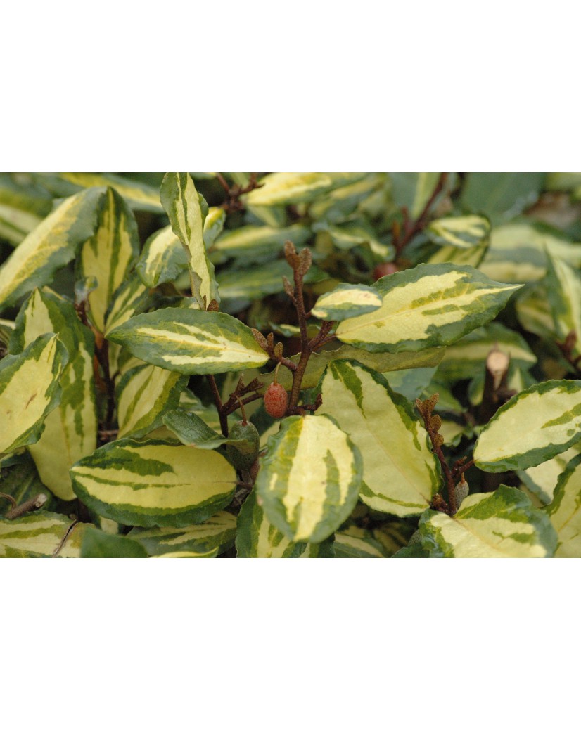 Chalef panaché - Elaeagnus Pungens Maculata