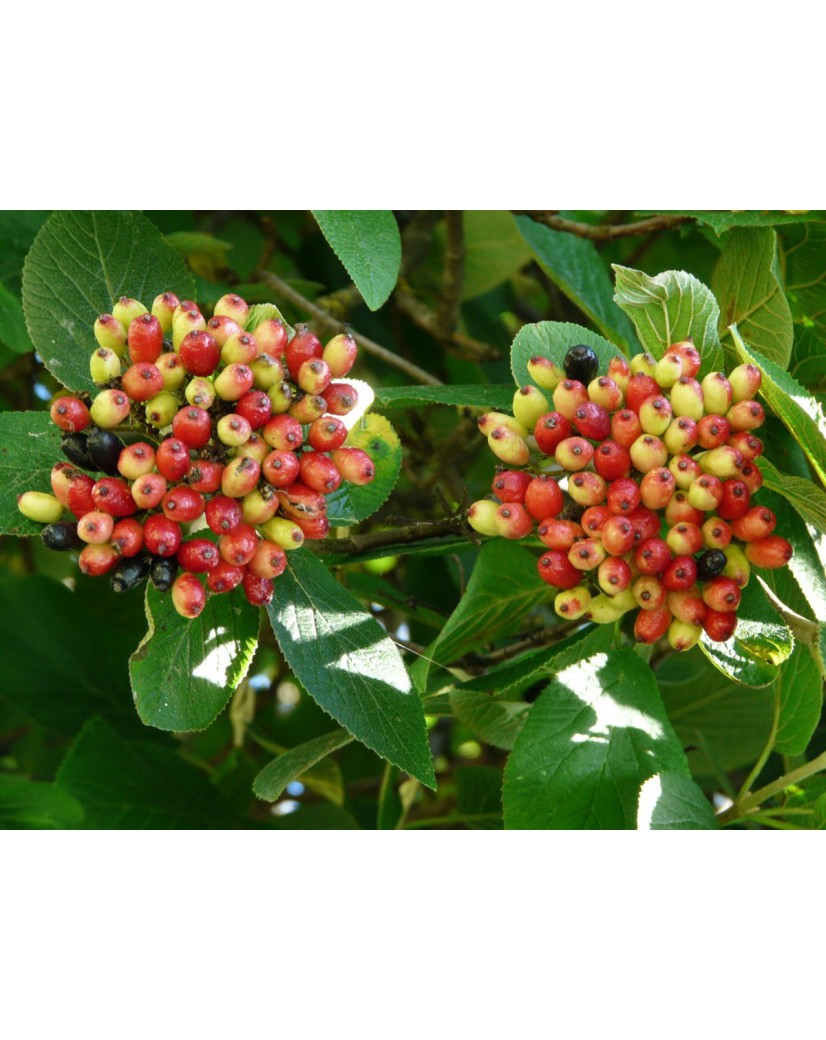 Wayfaring tree - Viburnum Lantana