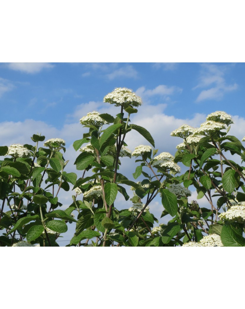 Wayfaring tree - Viburnum Lantana