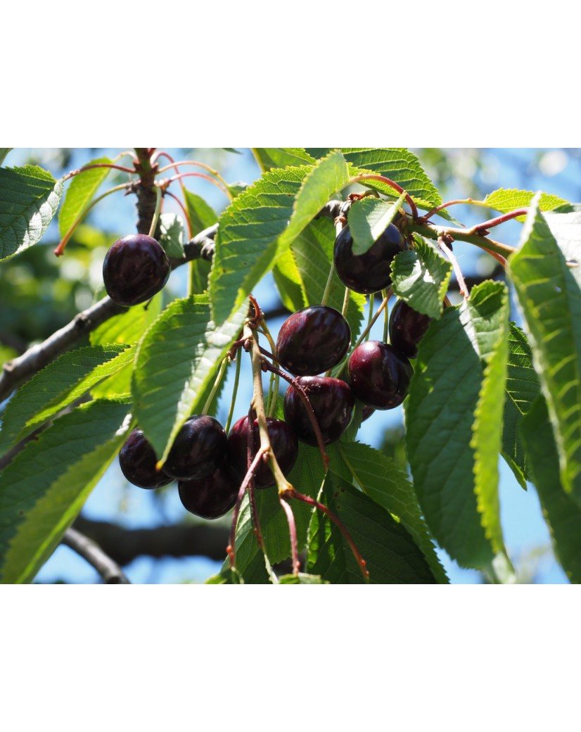 Braeburn apple tree - Malus Domestica Braeburn