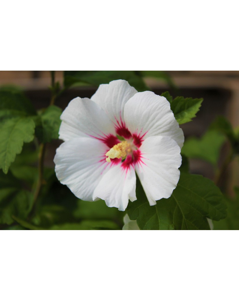 Rose mallow Red Heart - Hibiscus syriacus Red Heart