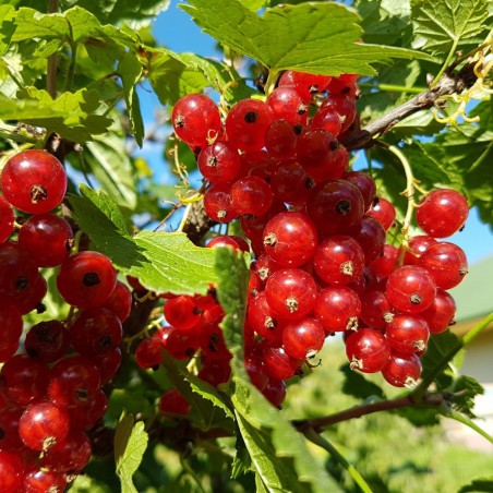 Groseillier à grappes Jonkheer van Tets-Ribes rubrum Jonkheer van Tets