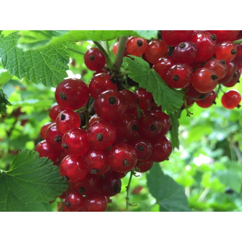 Groseillier à grappes Jonkheer van Tets-Ribes rubrum Jonkheer van Tets