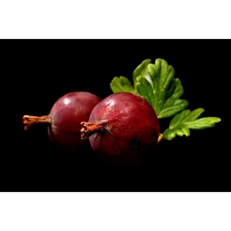 Captivator gooseberry - Ribes uva-crispa Captivator