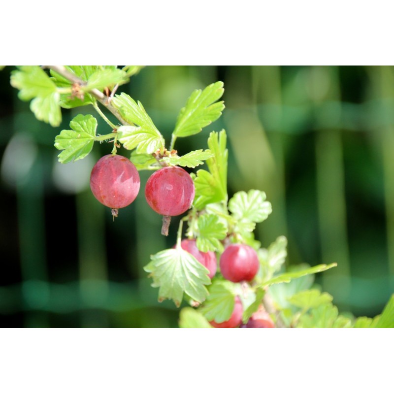 Captivator gooseberry - Ribes uva-crispa Captivator