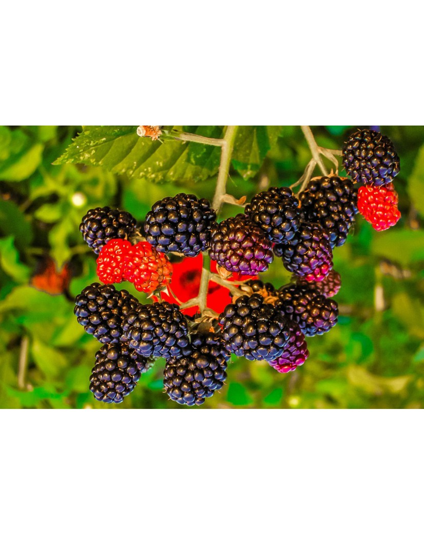 Doornloze braambes Black Satin - Rubus fruticosus Black Satin