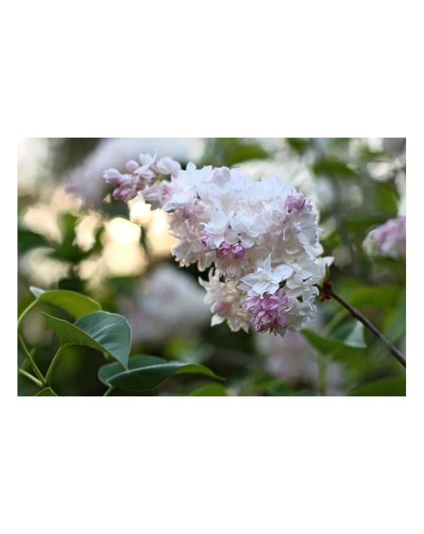 Beauty of Moscow Lilac - Syringa vulgaris Beauty of Moscow