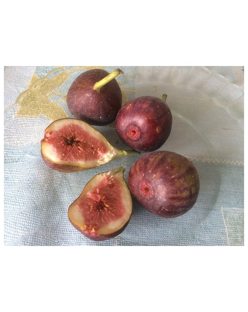 Fig tree Brown Turkey - Ficus carica Brown Turkey