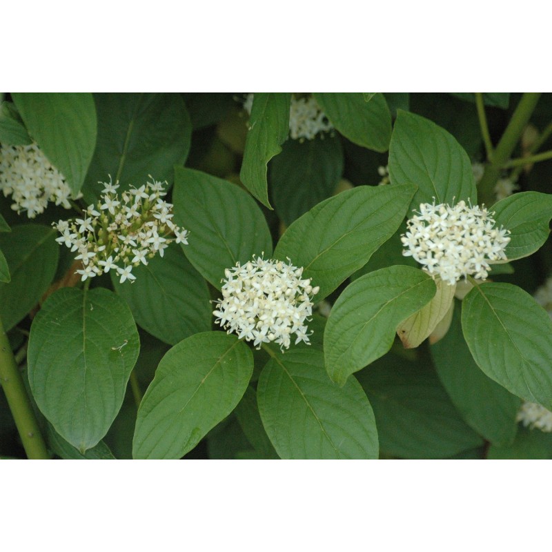 Golden twig Dogwood - Cornus sericea Flaviramea