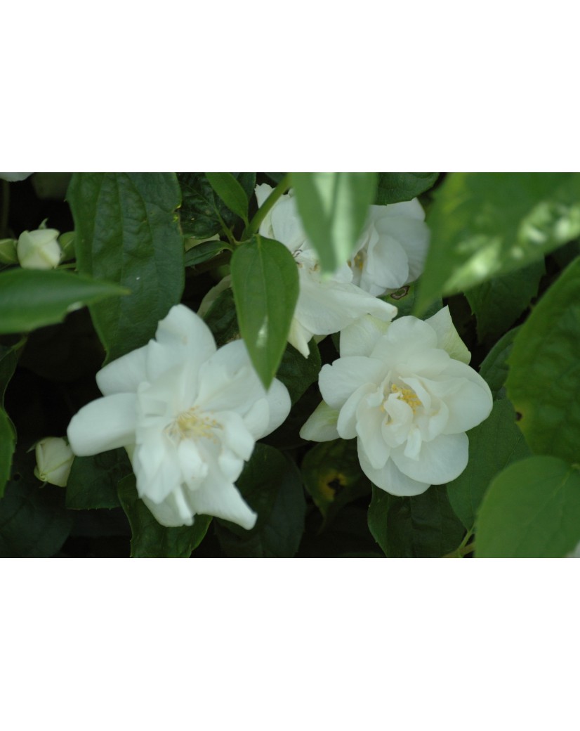 Mock Orange - Philadelphus virginalis Minnesota Snowflake