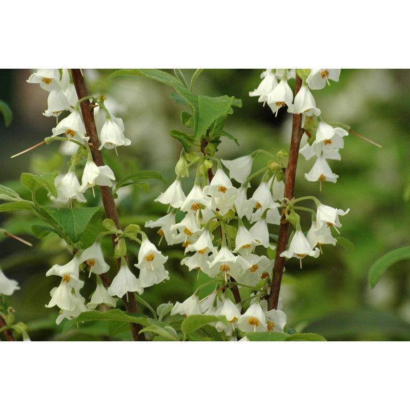 Carolina silverbell - Halesia Carolina