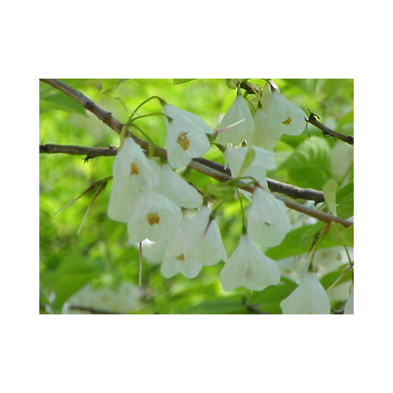 Carolina silverbell - Halesia Carolina