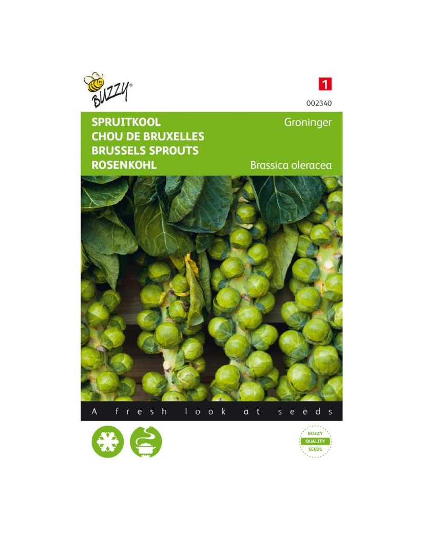 Zaden Spruitkool Groninger - Brassica oleracea