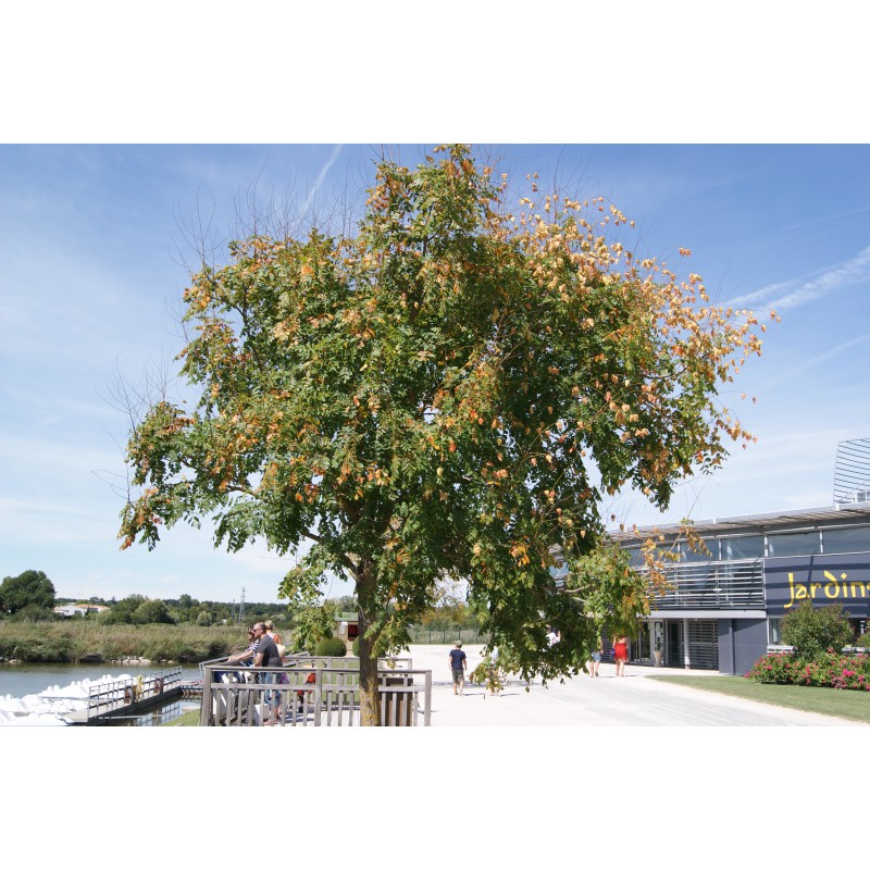 Gele Zeepboom - Koelreuteria Paniculata