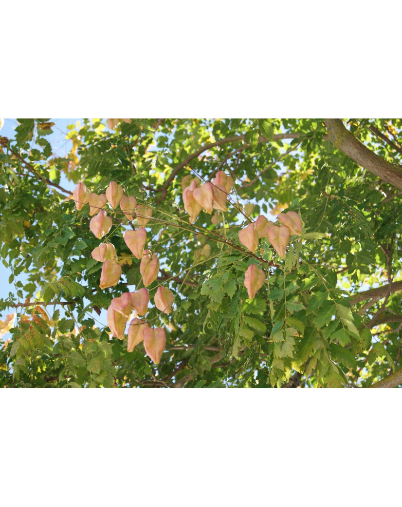 Gele Zeepboom - Koelreuteria Paniculata