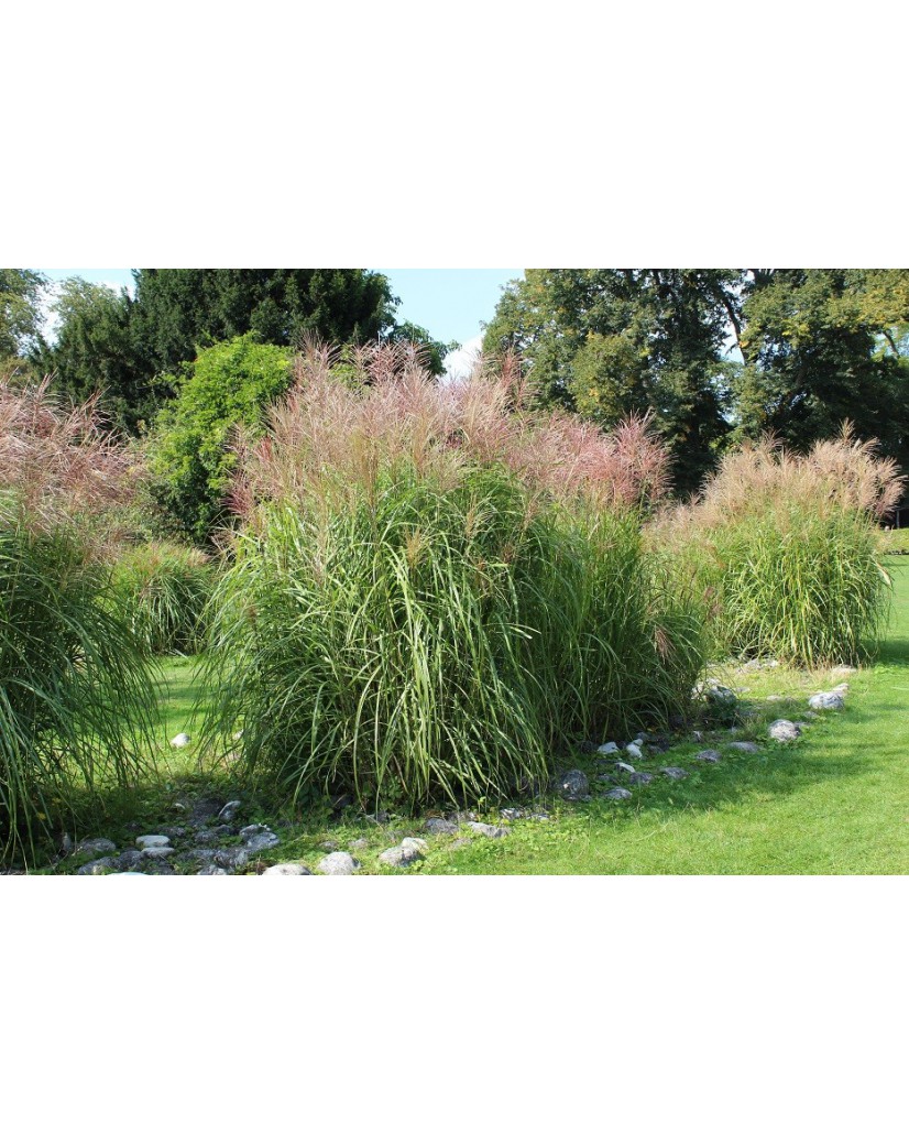 Prachtriet Gracillimus - Miscanthus sinensis Gracillimus