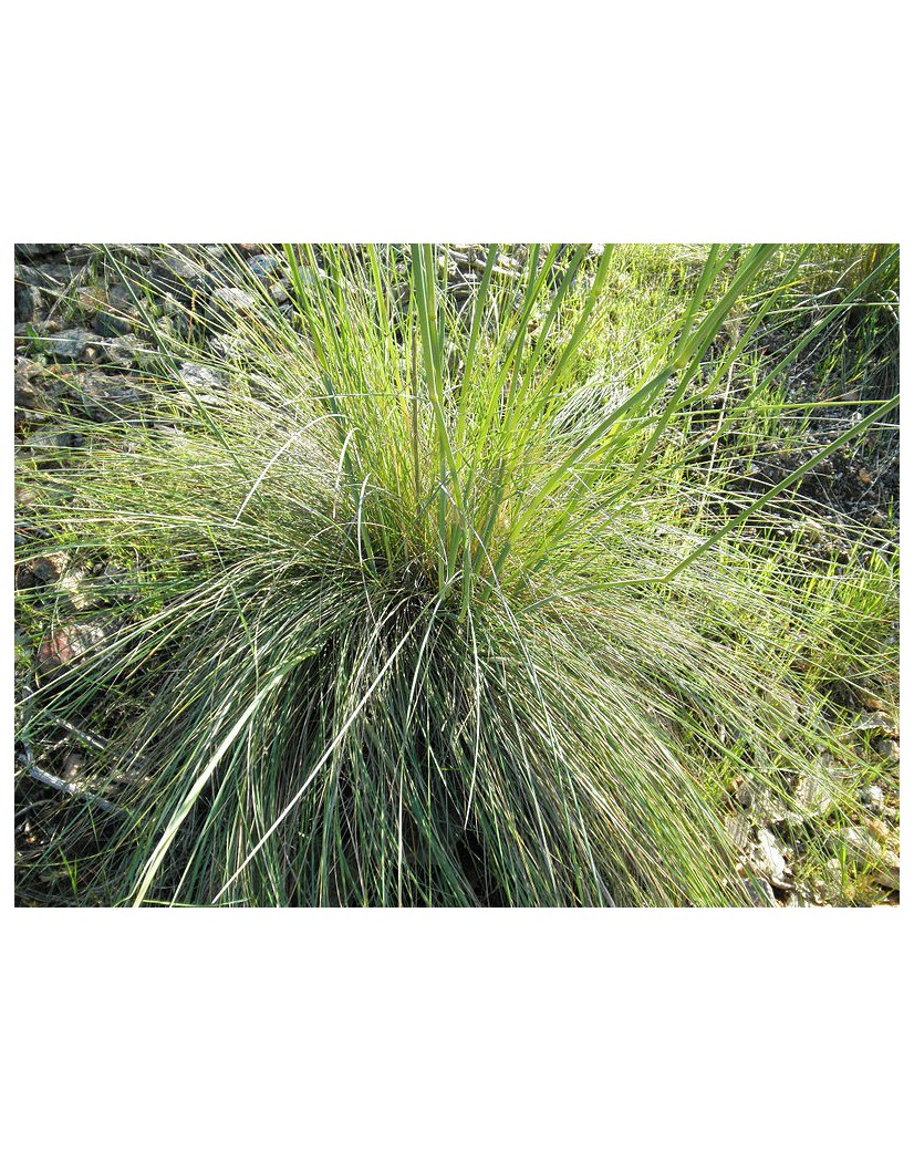 Riesen Federgras - Stipa gigantea