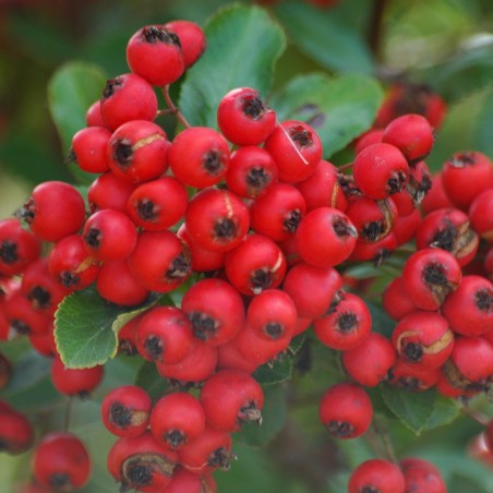 Firethorn Red Column - Pyracantha coccinea Red Column