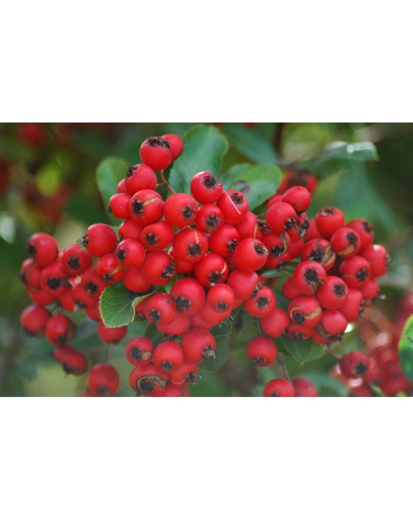 Firethorn Red Column - Pyracantha coccinea Red Column