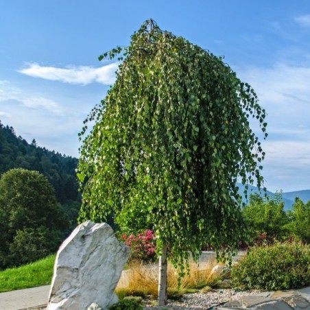Summer Cascade River Birch - Betula nigra Summer Cascade®