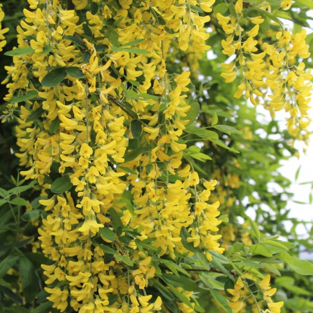 Cytise - Laburnum anagyroides