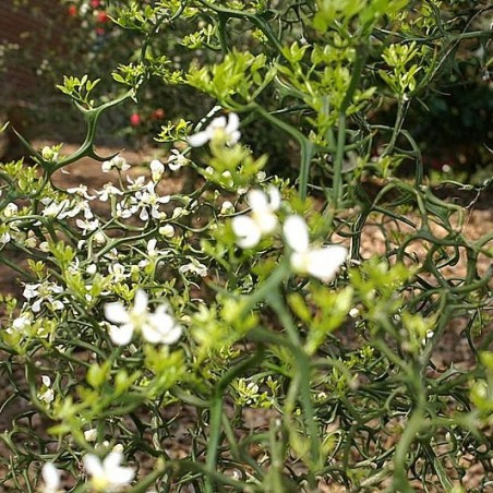Trifoliate Orange Flying Dragon - Poncirus trifoliata Flying Dragon