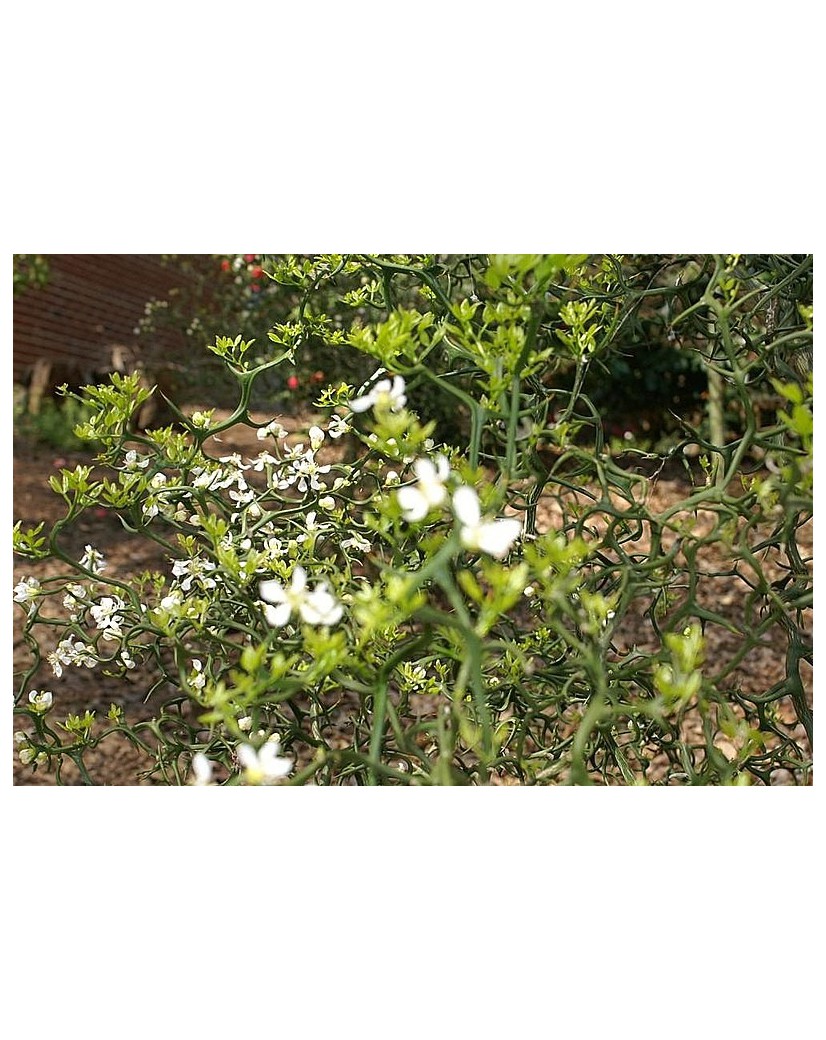 Trifoliate Orange Flying Dragon - Poncirus trifoliata Flying Dragon