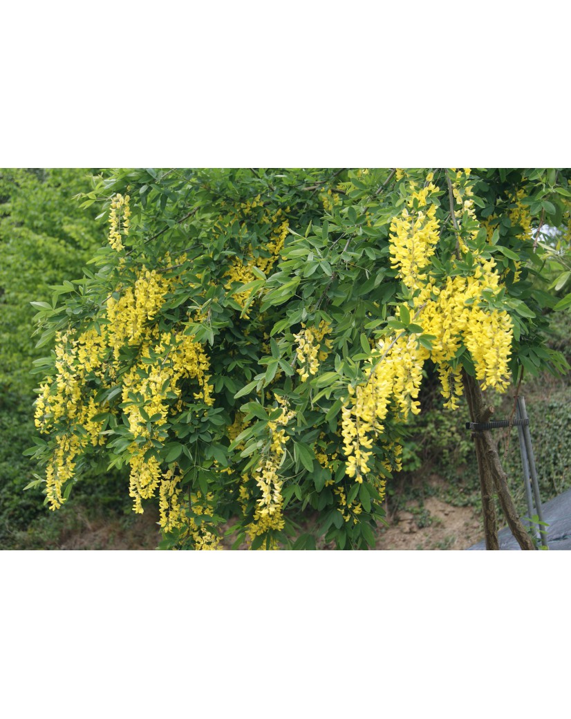 Cytise - Laburnum anagyroides
