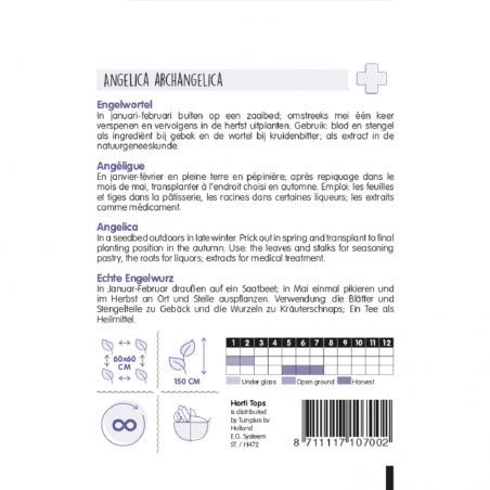 Semences Angélique - Angelica archangelica