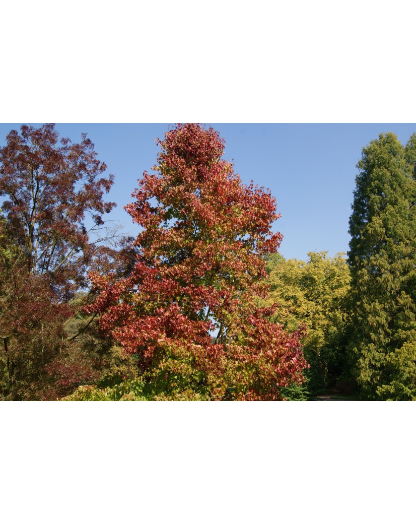 Wintergroen Magnolia, dubbele bloem - Magnolia Grandiflora Exmouth