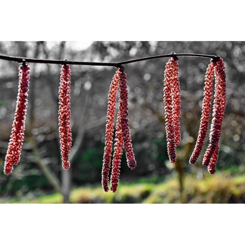 Purple Hazel tree - Corylus maxima Atropurpurea