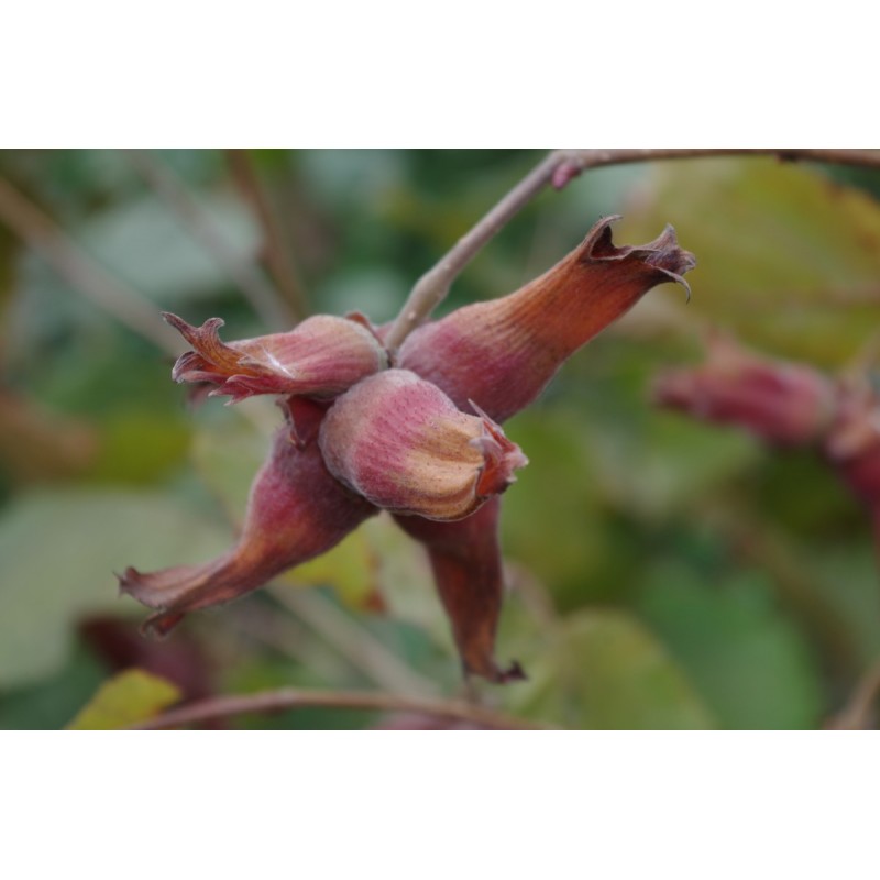 Purple Hazel tree - Corylus maxima Atropurpurea