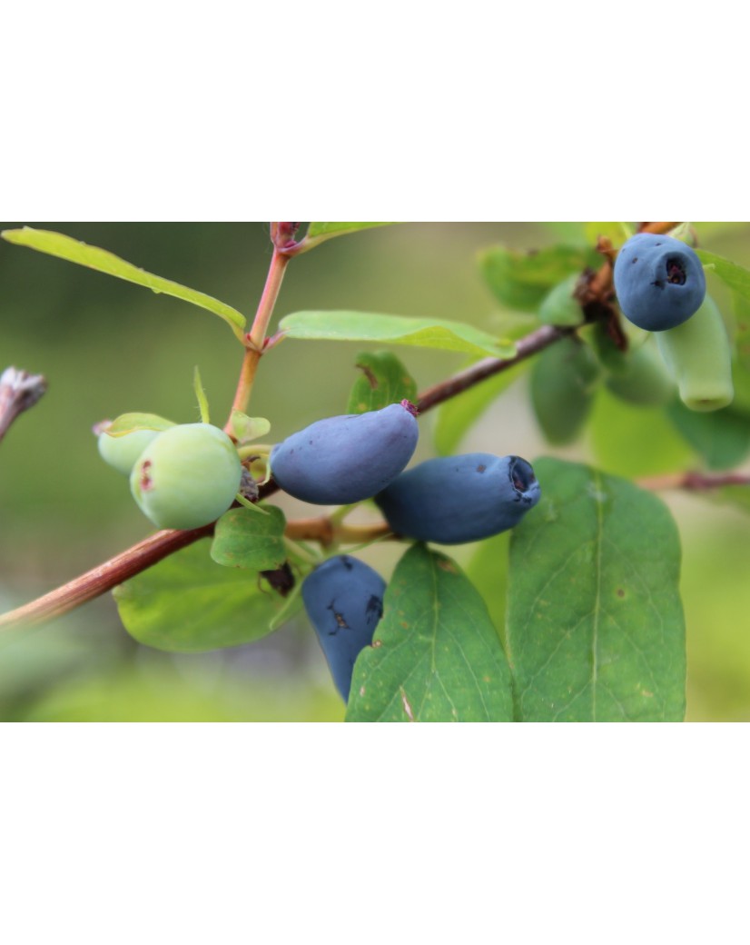 Honeyberry Jugana - Lonicera kamtschatica Jugana