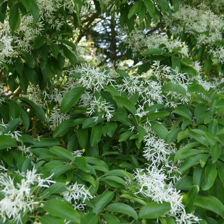 Chinese fringe tree - Chionanthus retusus