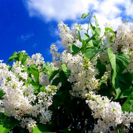 Lilac Madame Florent Stepman - Syringa vulgaris Madame Florent Stepman