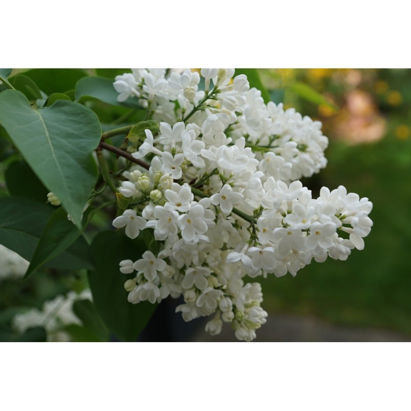 Lilac Madame Florent Stepman - Syringa vulgaris Madame Florent Stepman