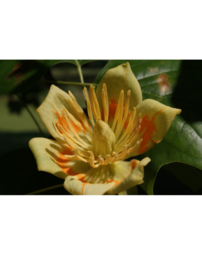 American Tulip Tree - Liriodendron Tulipifera