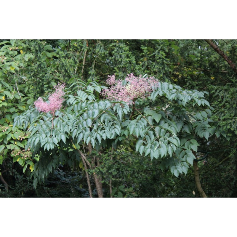 Japanese Angelica tree - Aralia elata