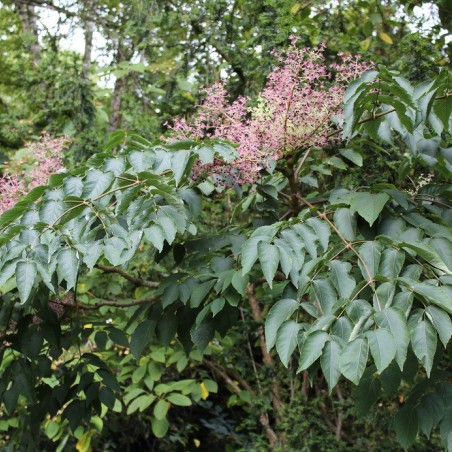 Japanese Angelica tree - Aralia elata