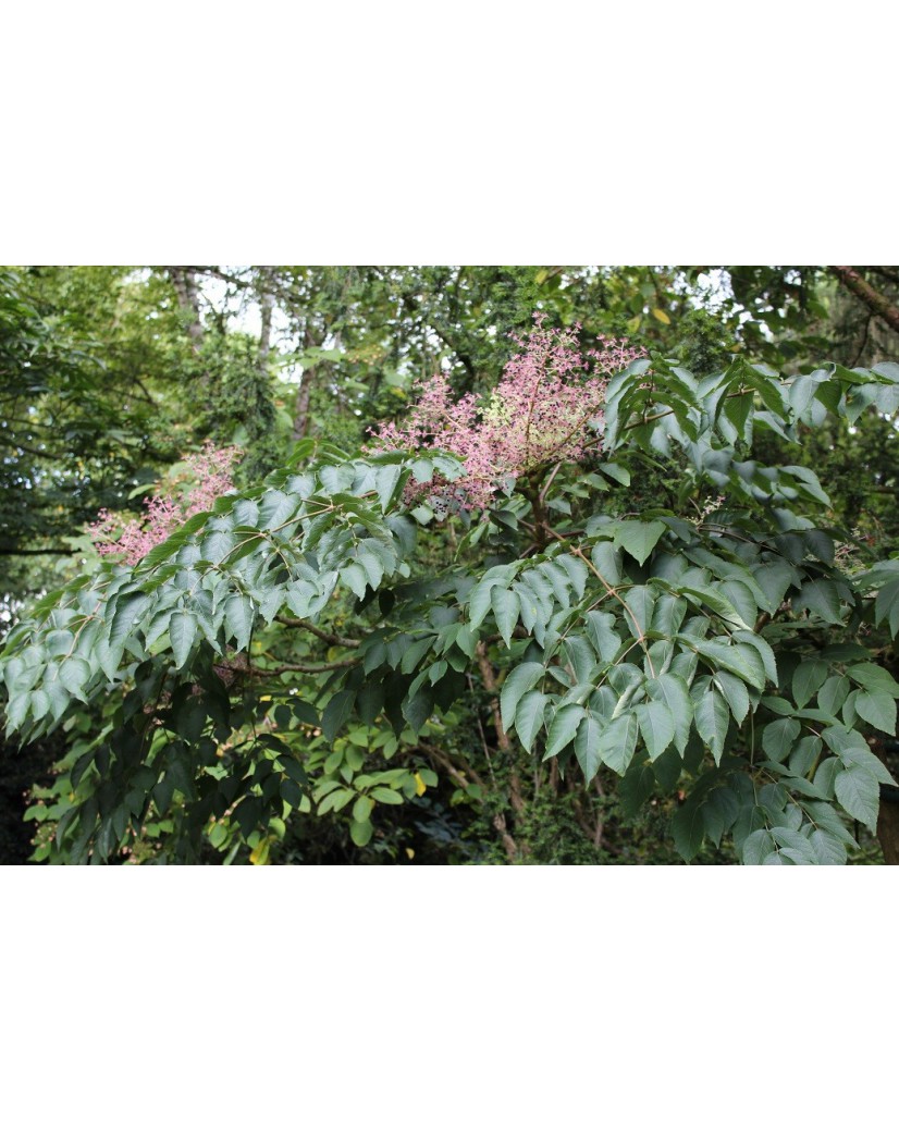 Japanese Angelica tree - Aralia elata