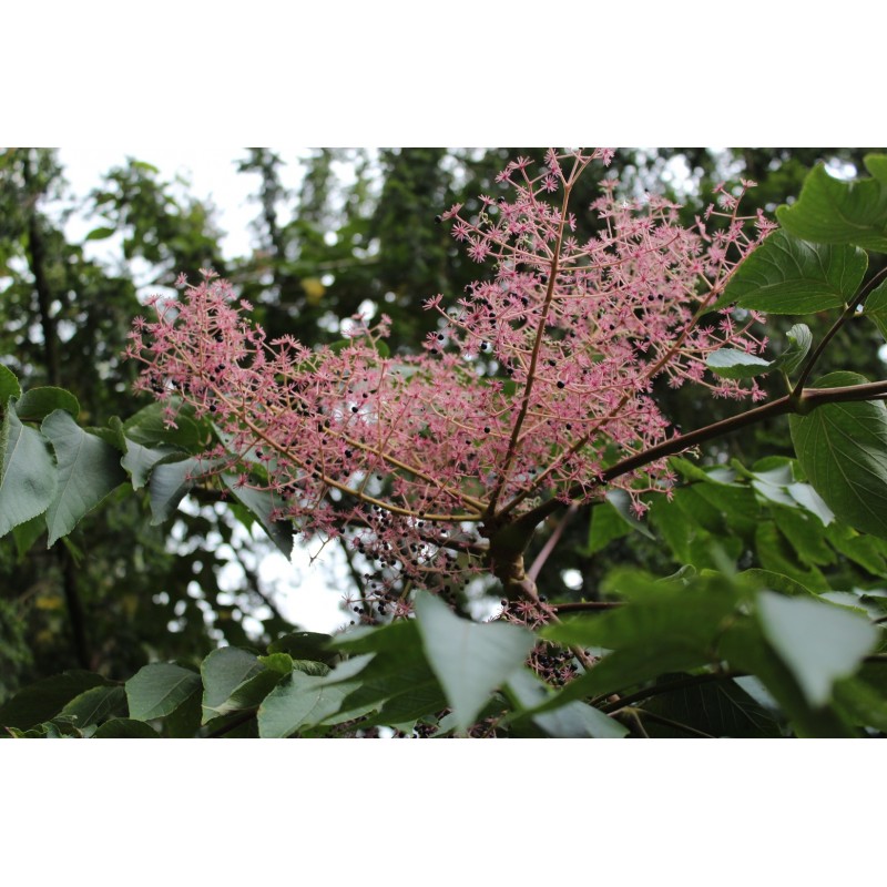 Japanese Angelica tree - Aralia elata
