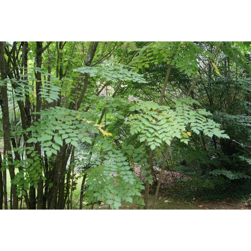 Japanese Angelica tree - Aralia elata