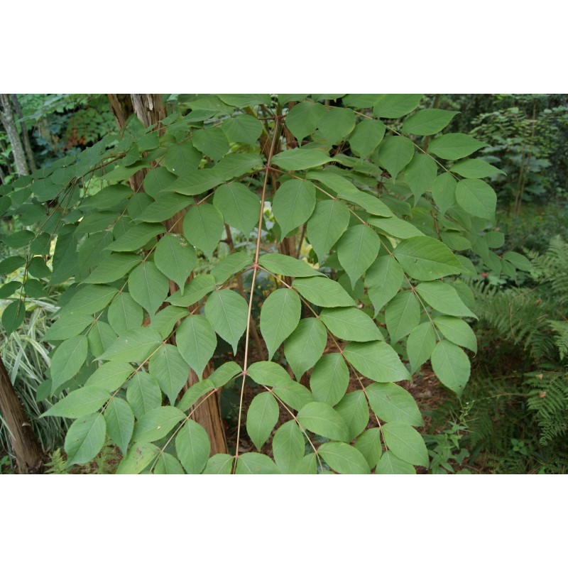 Japanese Angelica tree - Aralia elata