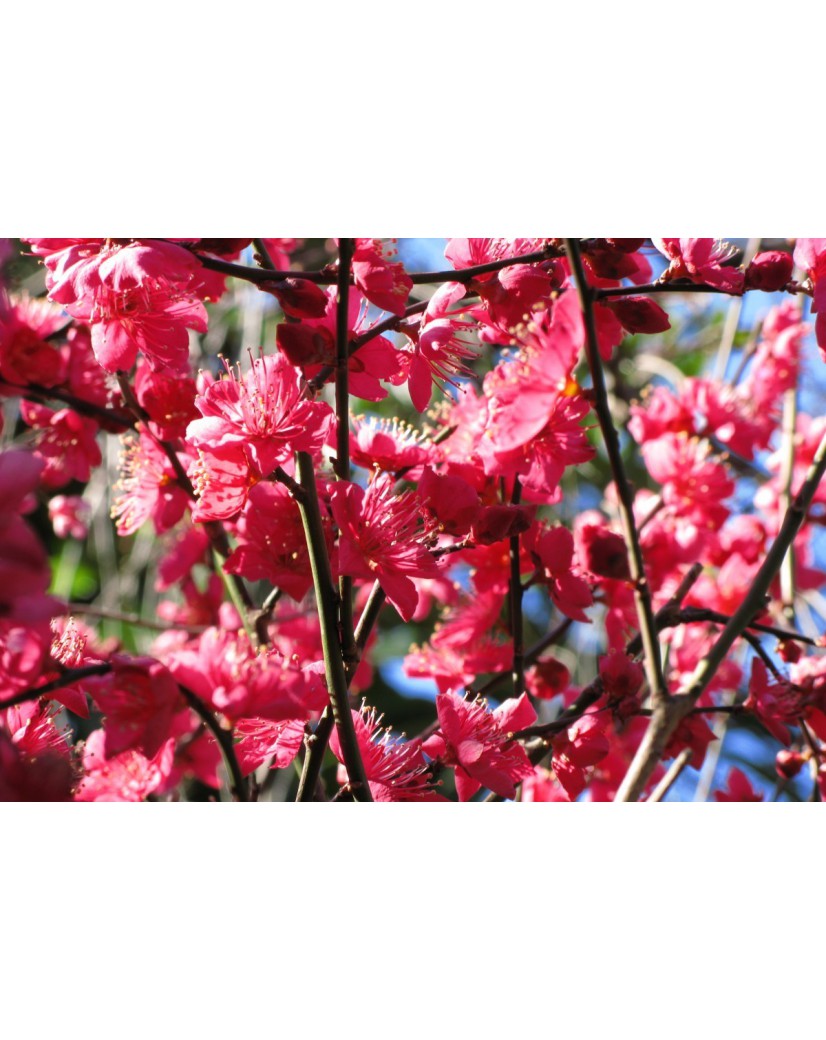 Cherry tree Bigarreau Lapin - Prunus avium Bigarreau Lapin