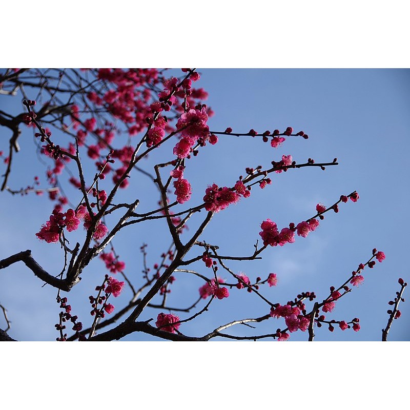 Japanse abrikoos Beni Chidori - Prunus mume Beni Chidori