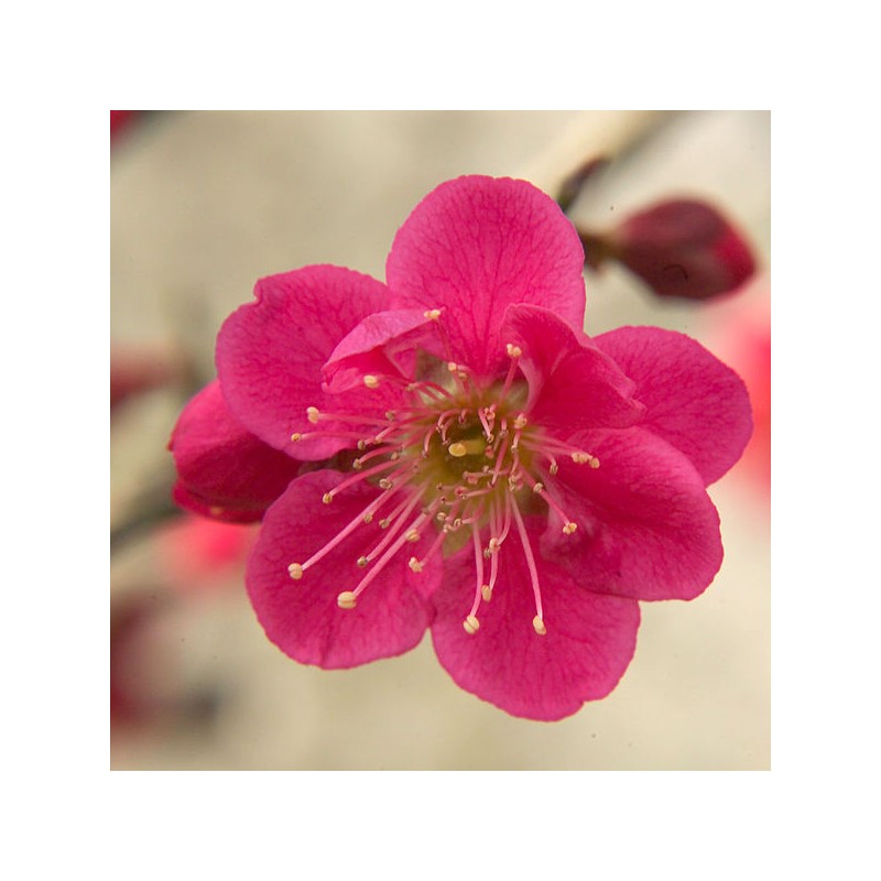 Japanse abrikoos Beni Chidori - Prunus mume Beni Chidori