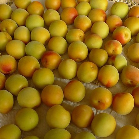 Japanese Apricot Beni-chidori - Prunus mume Beni Chidori